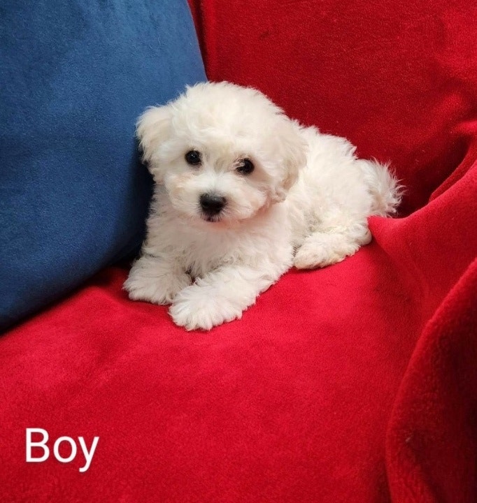 Gorgeous Purebred Bichon Frise puppies | Dogs & Puppies for Rehoming ...