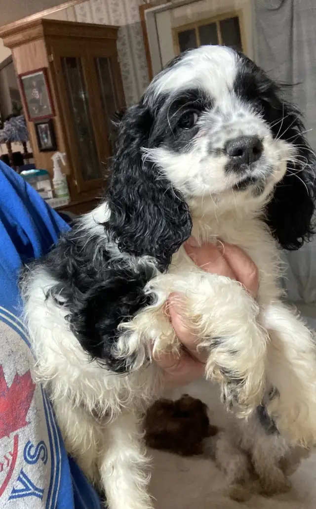 Cocker Spaniel puppies | Dogs & Puppies for Rehoming | Edmonton | Free ...