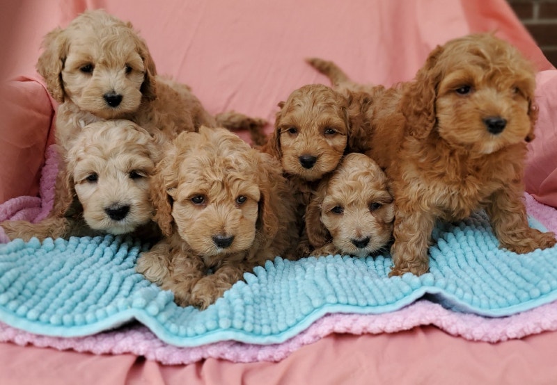 F1B Mini Cockapoo Puppies/Parents on Site/Home Raised | Dogs & Puppies ...