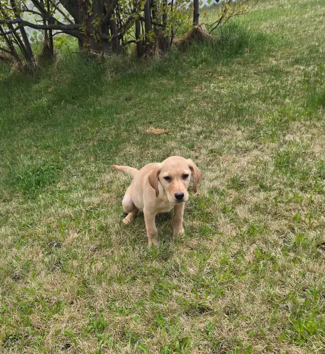 Male Golden/Lab | Dogs & Puppies for Rehoming | Edmonton | Free local ...