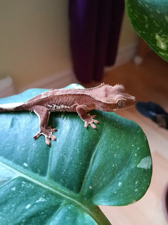 Bébé gecko à crête lilly white red phantom | Reptiles & Amphibians for ...