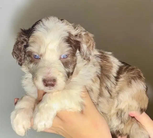 2 TRÈS RARE DOODLES , BORDOODLES Red Merle CHIOTS - PUPPIES | Dogs ...