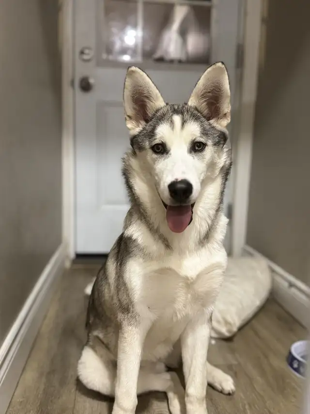 Siberian husky | Dogs & Puppies for Rehoming | St. Catharines | Free ...