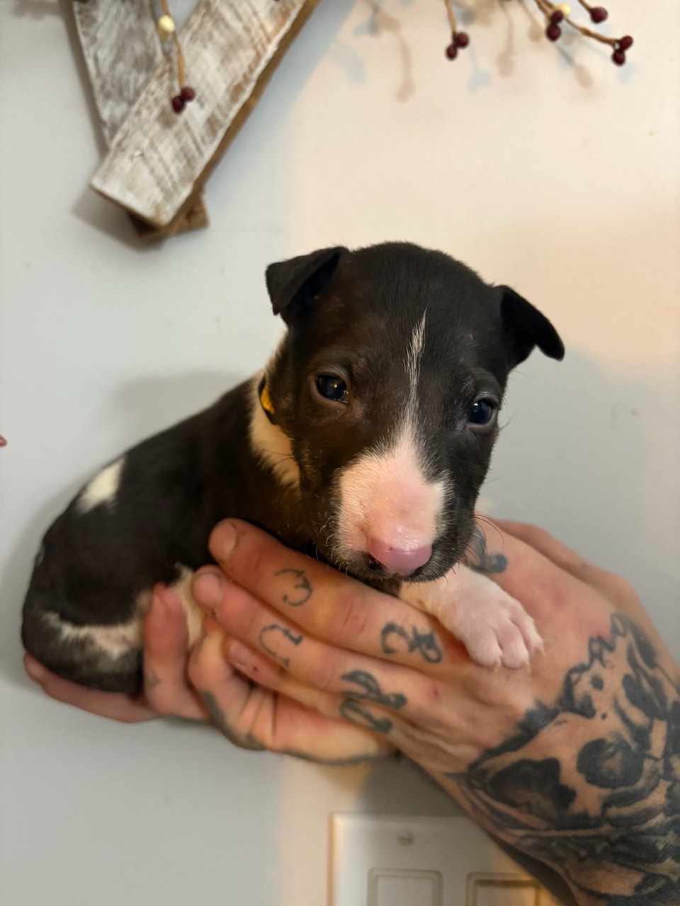 CKC bull terrier puppies | Dogs & Puppies for Rehoming | North Bay ...