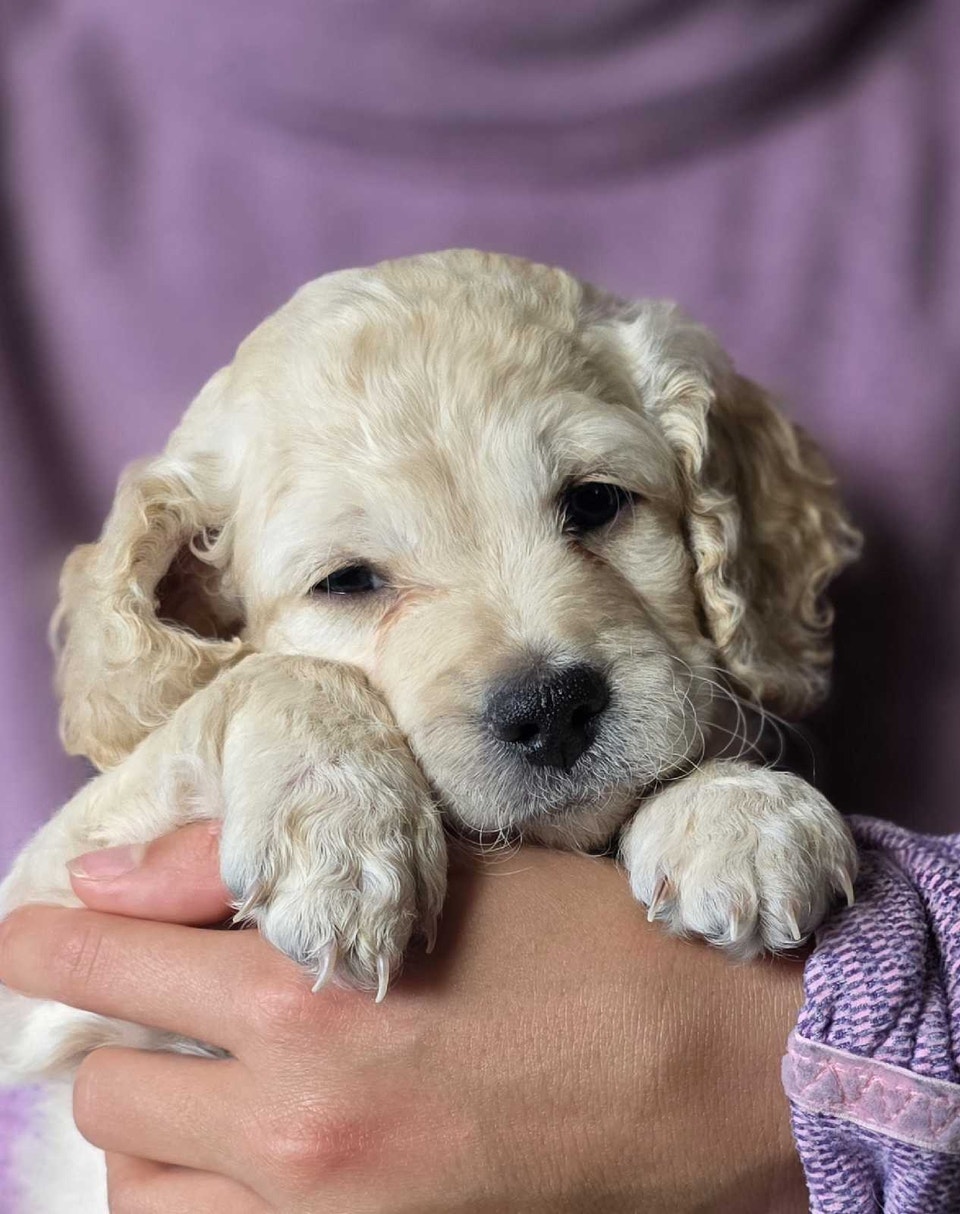 Mini cockapoos for sale | Dogs & Puppies for Rehoming | Calgary | Free ...