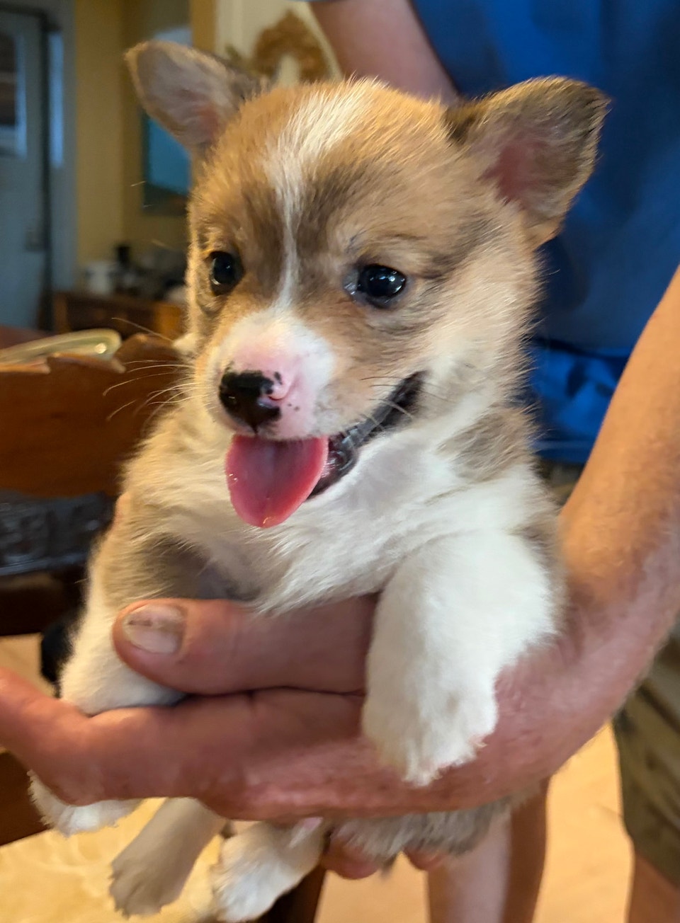 Corgi Pups | Dogs & Puppies for Rehoming | City of Halifax | Free local ...