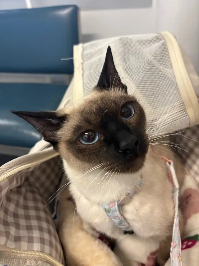 Seal Point Siamese Female – 1 Year Old, Spayed | Cats & Kittens for ...