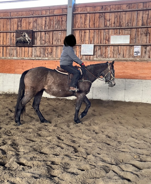 Jument percheron X thoroughbred | Chevaux et poneys à adopter ...