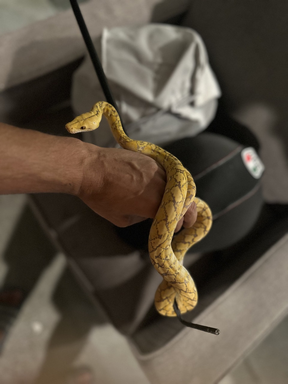 Lavender Albino SD Retic | Reptiles & Amphibians for Rehoming | St ...