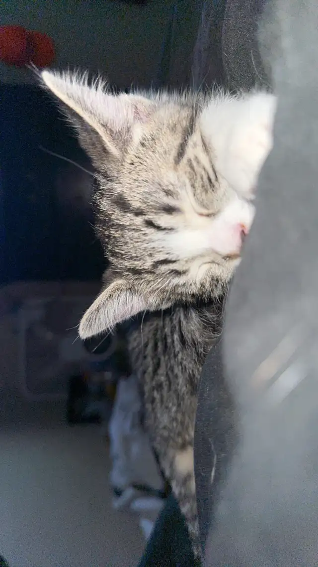 two beautiful female cats for rehome | Cats & Kittens for Rehoming ...