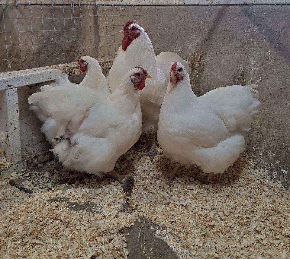 hatching egg breed list for 2026 | Livestock | Owen Sound | Free local ...