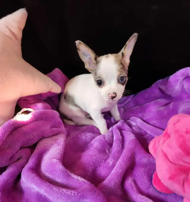 Superbe femelle chihuahua 4 a 5 livre adulte un oeil bleu | Dogs ...