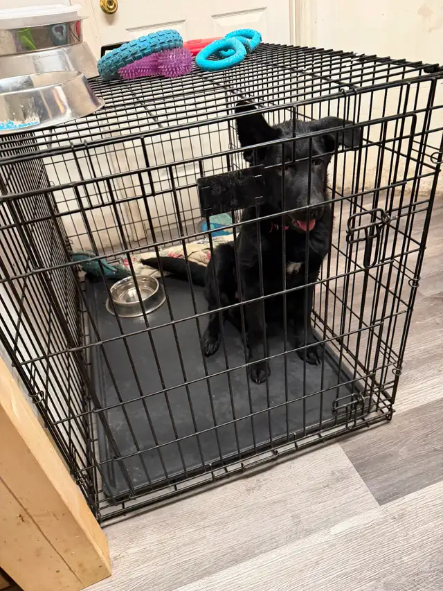 For sale purebred German 1 black coat female,male tan color | Dogs ...