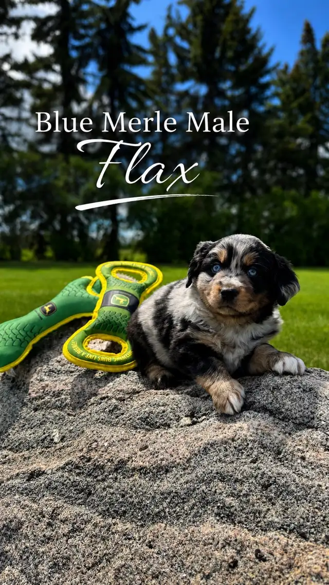 PUREBRED Mini Australian Shepherd Puppies AVAILABLE | Dogs & Puppies ...