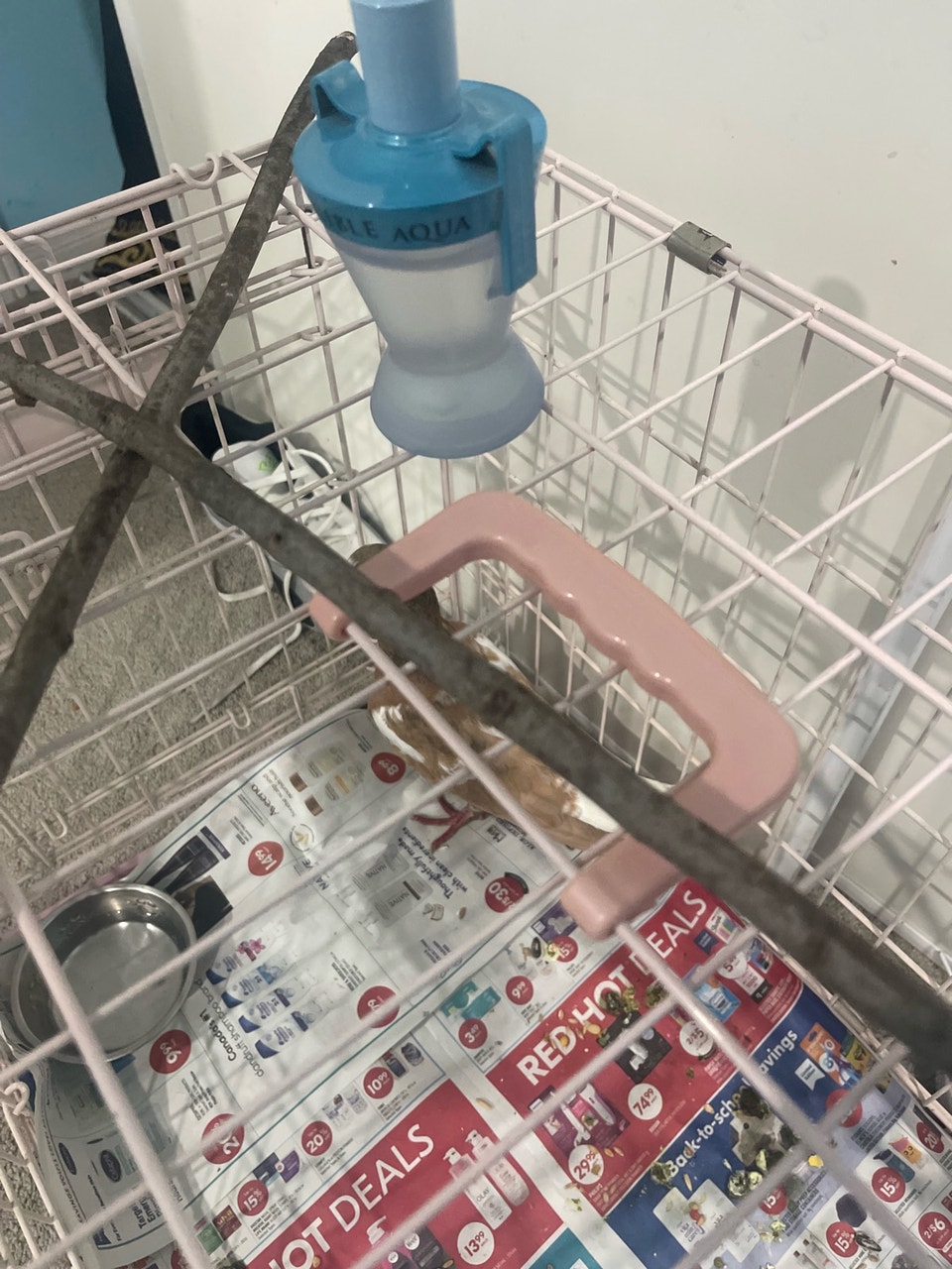 pigeon pet | Birds for Rehoming | Oshawa / Durham Region | Free local ...