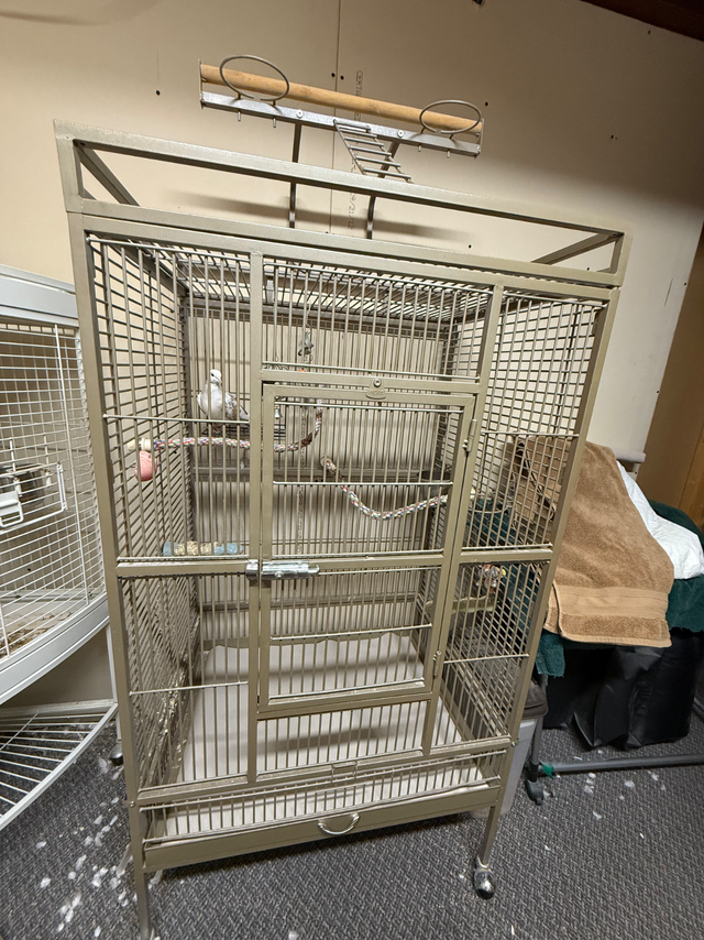 FREE - 3 Ring-Necked doves | Birds for Rehoming | St. Catharines | Free ...