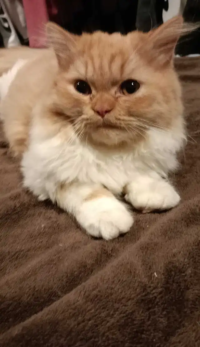 chatton yeux jaunes | Cats & Kittens for Rehoming | Longueuil / South ...