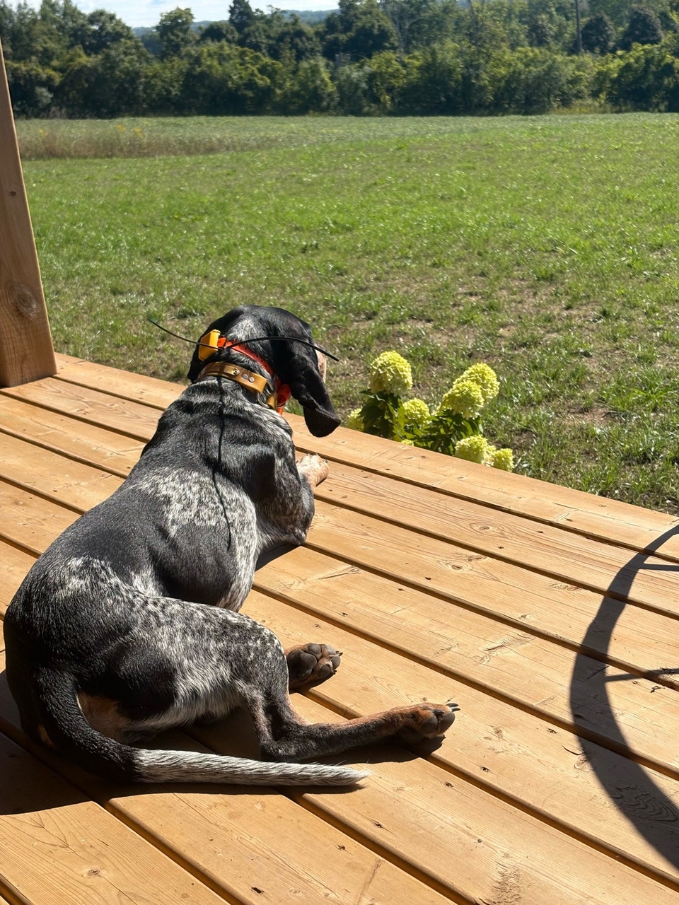 Possible Upcoming Bluetick Litter | Dogs & Puppies for Rehoming ...