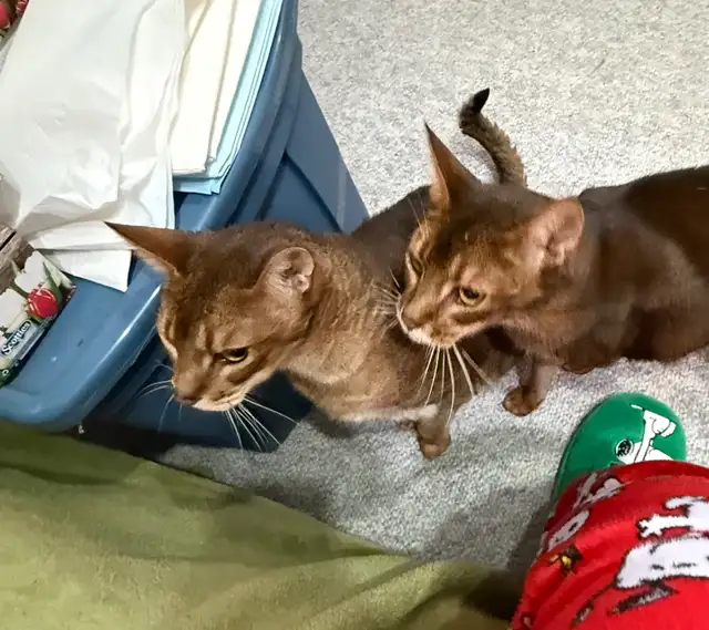 Abyssinian Twins, adult males neutered | Cats & Kittens for Rehoming ...