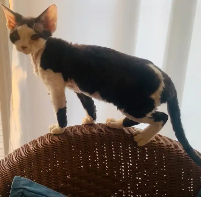 2 gorgeous Male DEVON REX KITTENS | Cats & Kittens for Rehoming ...