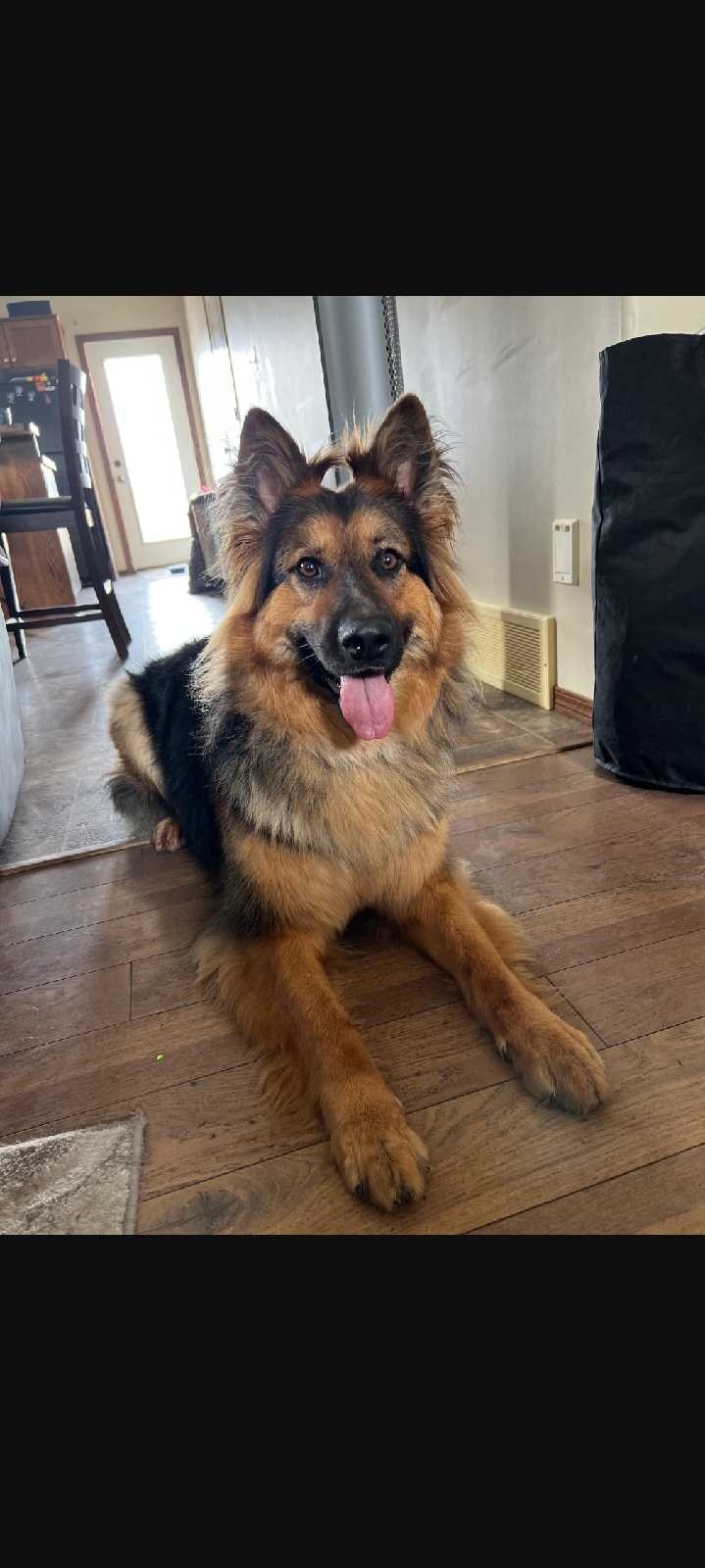 German shepherd for re homing | Dogs & Puppies for Rehoming | Red Deer ...