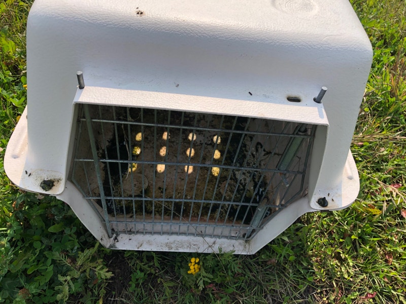 Very large dog or cat kennel. | Accessories | St. Albert | Kijiji