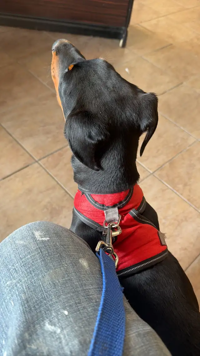 Beautiful Doberman Female, Belle Femelle Doberman | Dogs & Puppies for ...
