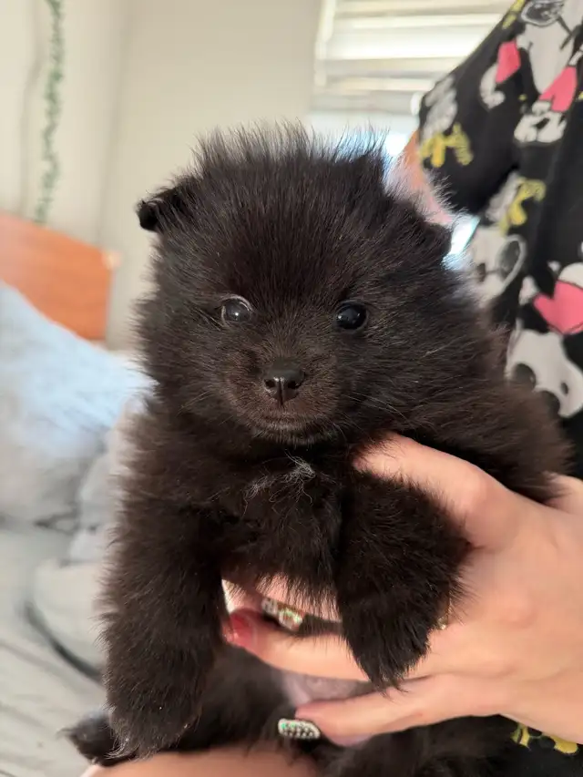 Pomeranian puppys | Dogs & Puppies for Rehoming | Hamilton | Free local ...