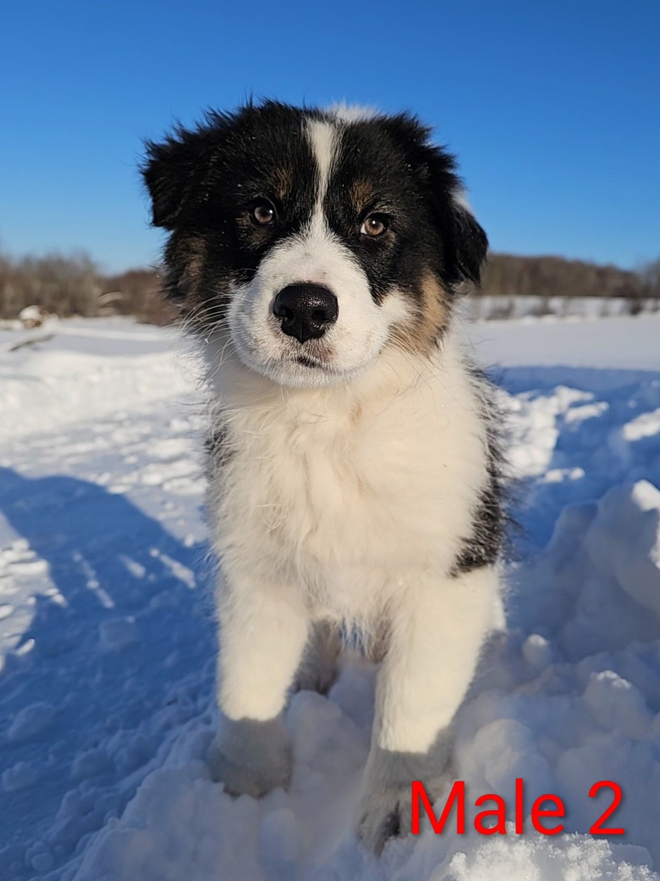 CKC Registered Australian Shepherd Puppies Ready to Go! | Dogs ...