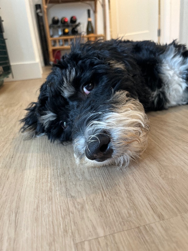 Aussie Labradoodle for Rehoming | Dogs & Puppies for Rehoming ...