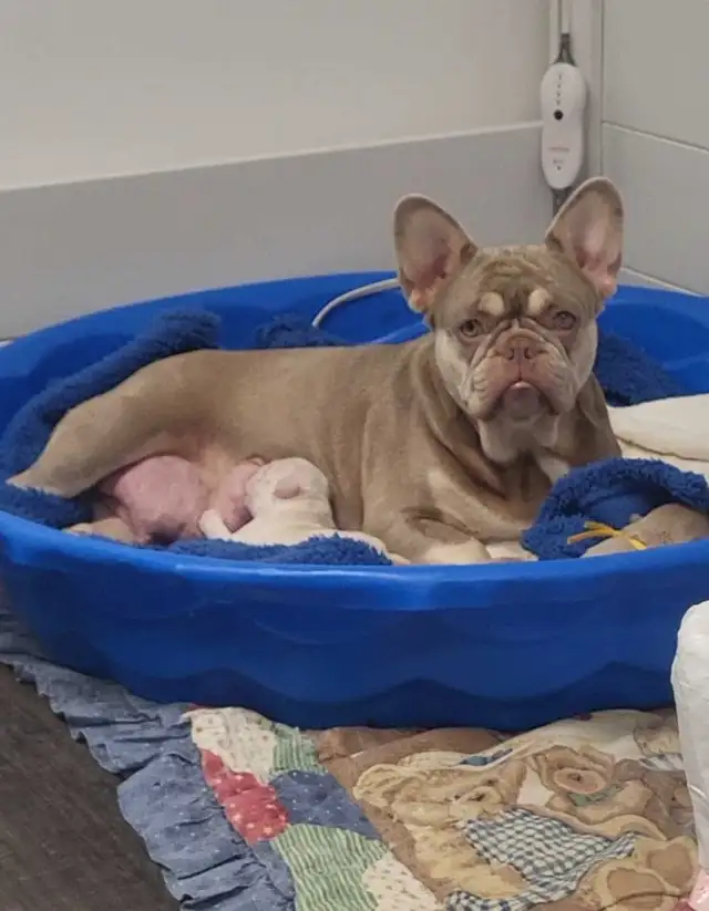 Gorgeous newshade isabella merle french bulldogs with blue eyes | Dogs ...