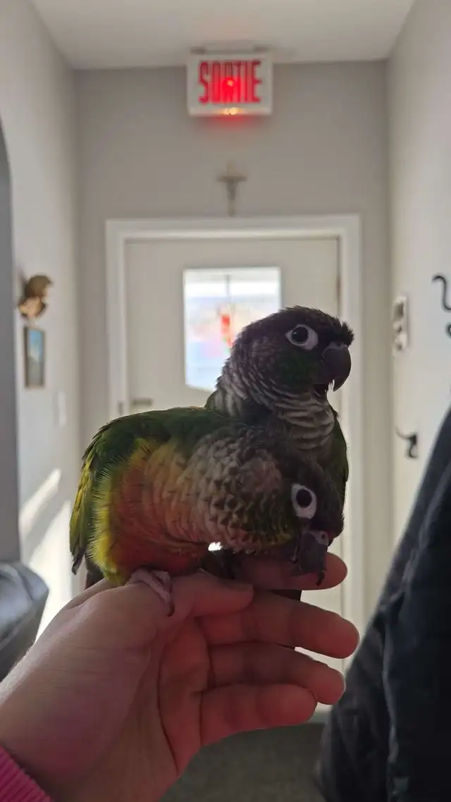 Deux conures a joue verte(male et femelle) | Birds for Rehoming ...
