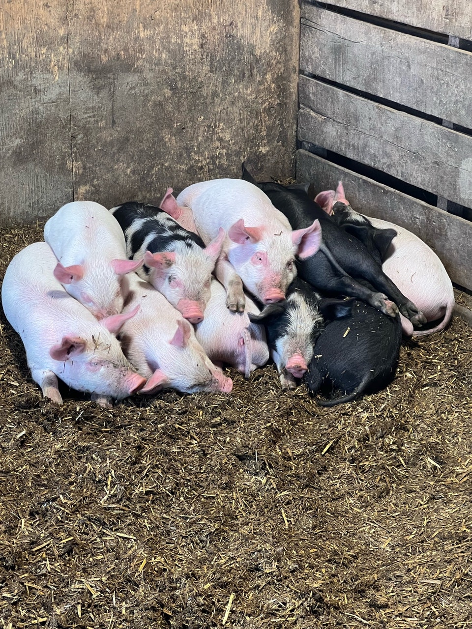 Piglets for sale | Livestock | Prince George | Free local classifieds ...