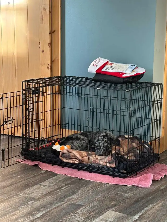 Aussie Shepherd/Boarder Collie mix for rehoming | Dogs & Puppies for ...