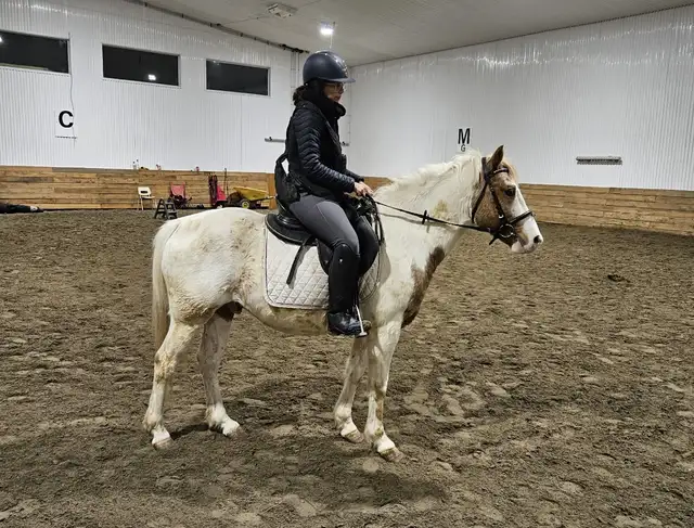 8 ans paint 13.3h | Horses & Ponies for Rehoming | Laval / North Shore ...
