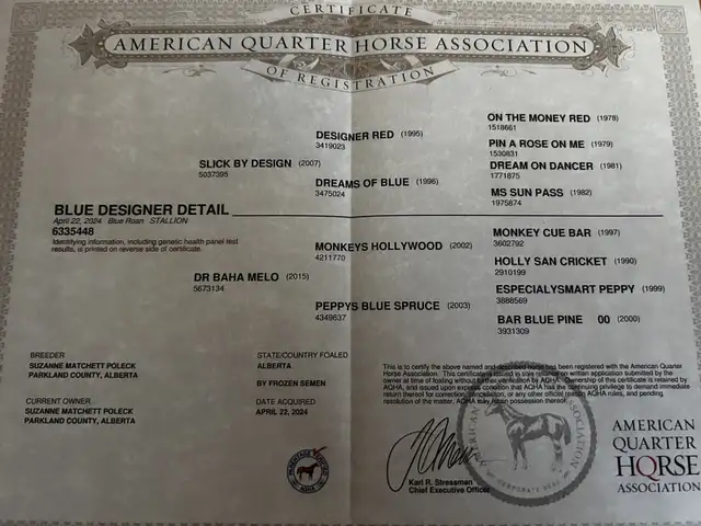 Slick By Design Blue Roan Gelding | Horses & Ponies for Rehoming | St ...