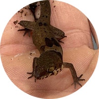 Confused Flour Beetle Cultures | Reptiles & Amphibians for Rehoming ...